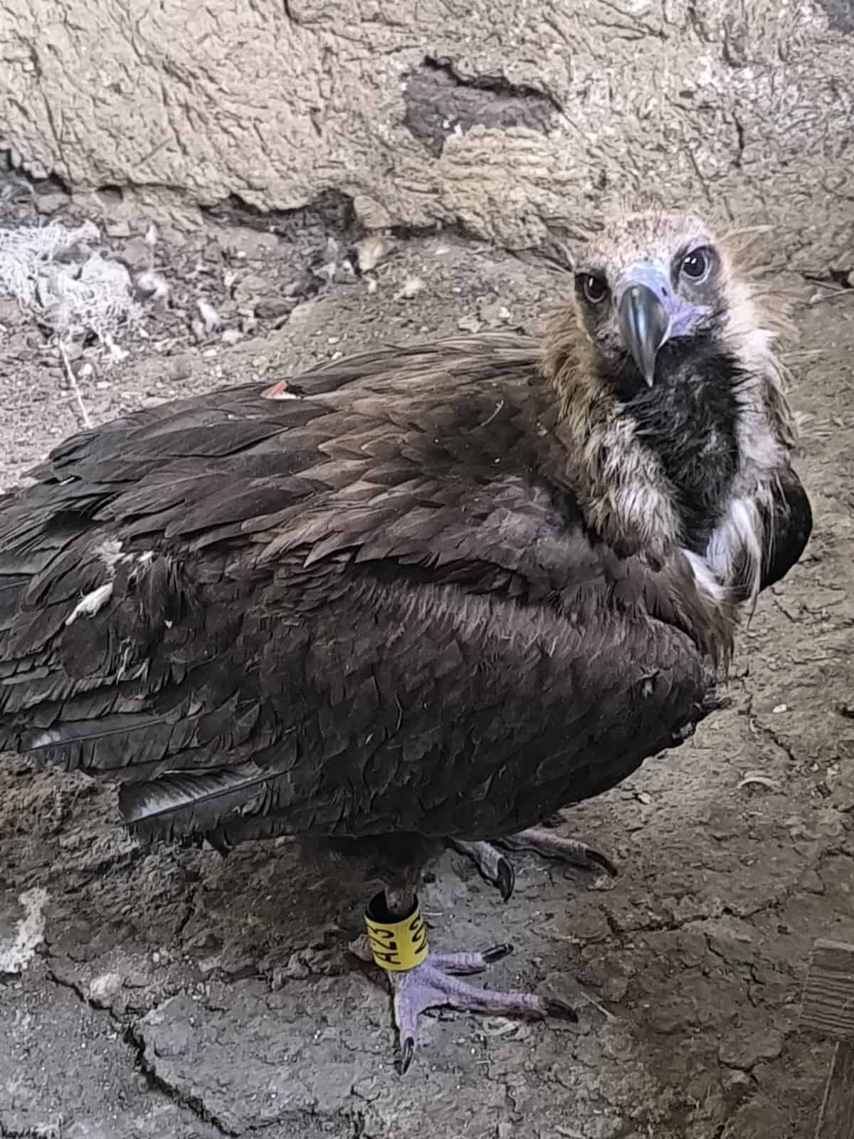 Aterizare forțată în Delta Dunării: Vulturul globetrotter Dryan, salvat ...