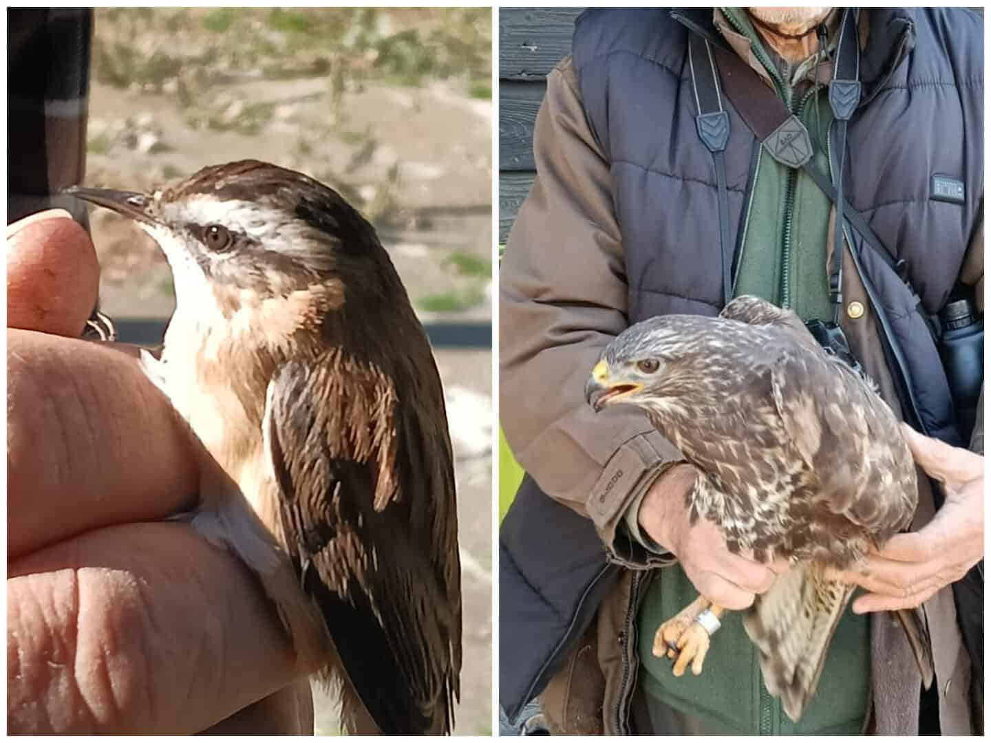 Spectacol al naturii în Delta Dunării! Cercetătorii urmăresc „misterele ...